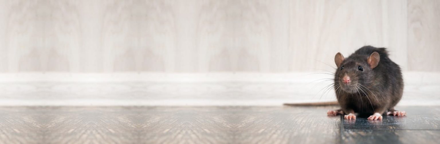 How to Get Rid of Rats NZ - Select Home Services