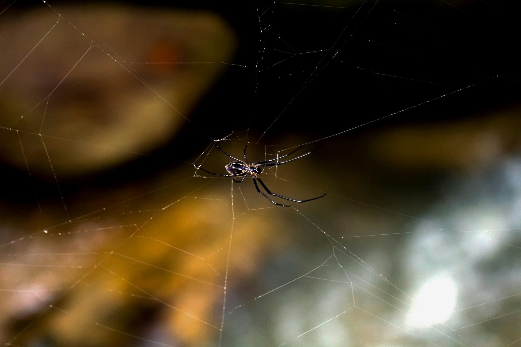 Spider Pest Control Auckland | Spider Extermination Services